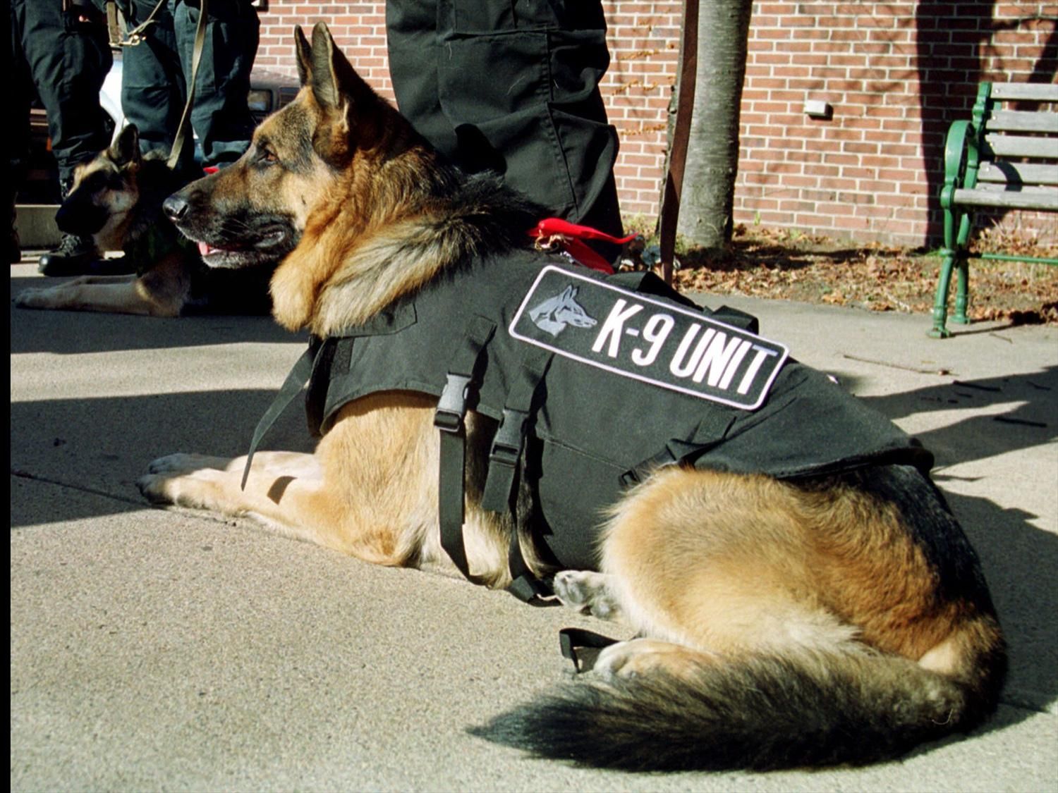 New drug kits save police dogs from opioid overdoses - WENY News