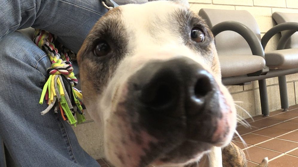 Program teaches inmates to train shelter dogs - WENY News