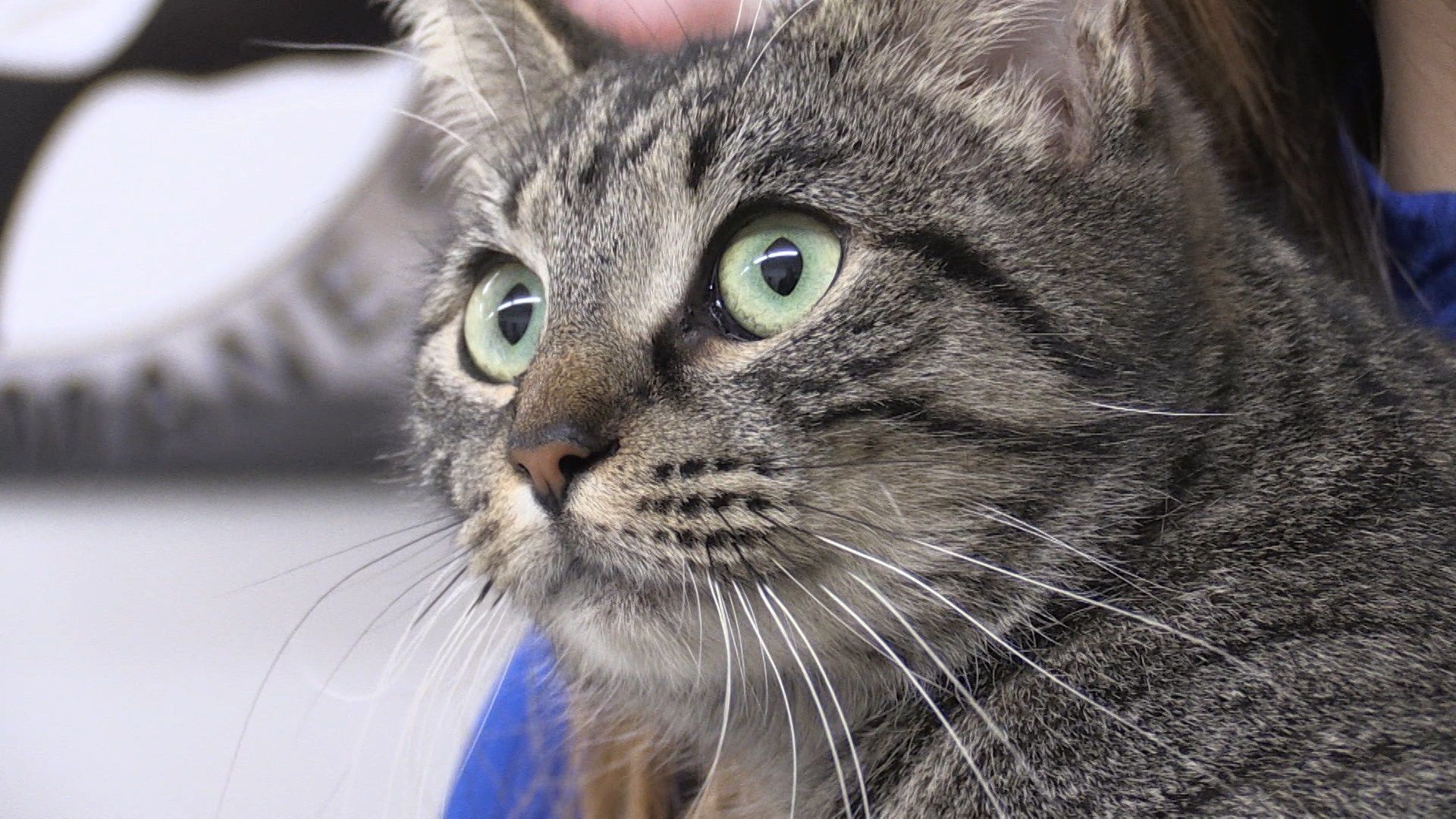 New Law Aims to Reunite More Microchipped Pets with Owners - WENY News