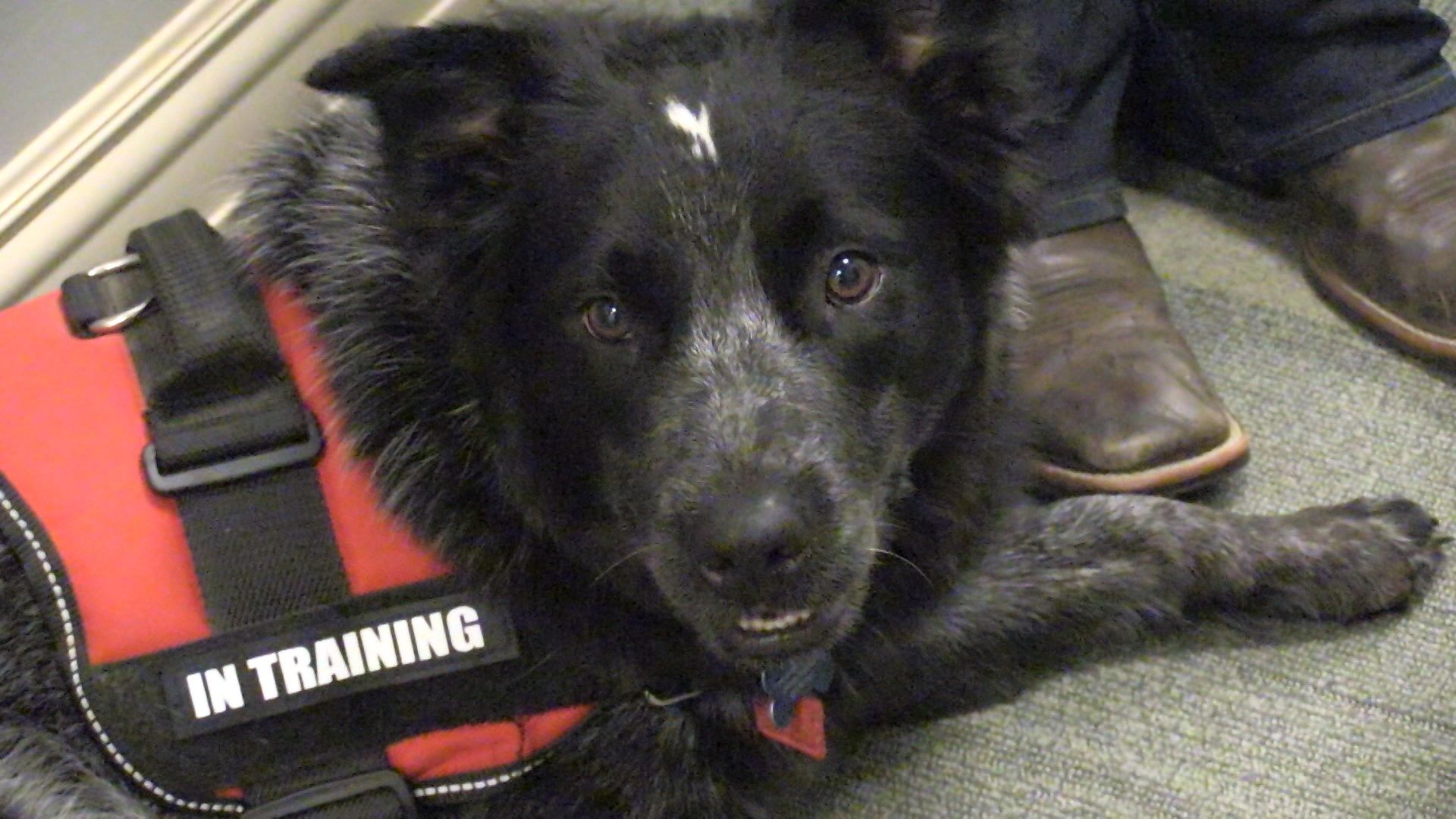 Robert Packer Hospital launches Animal Therapy Program for Trauma ...