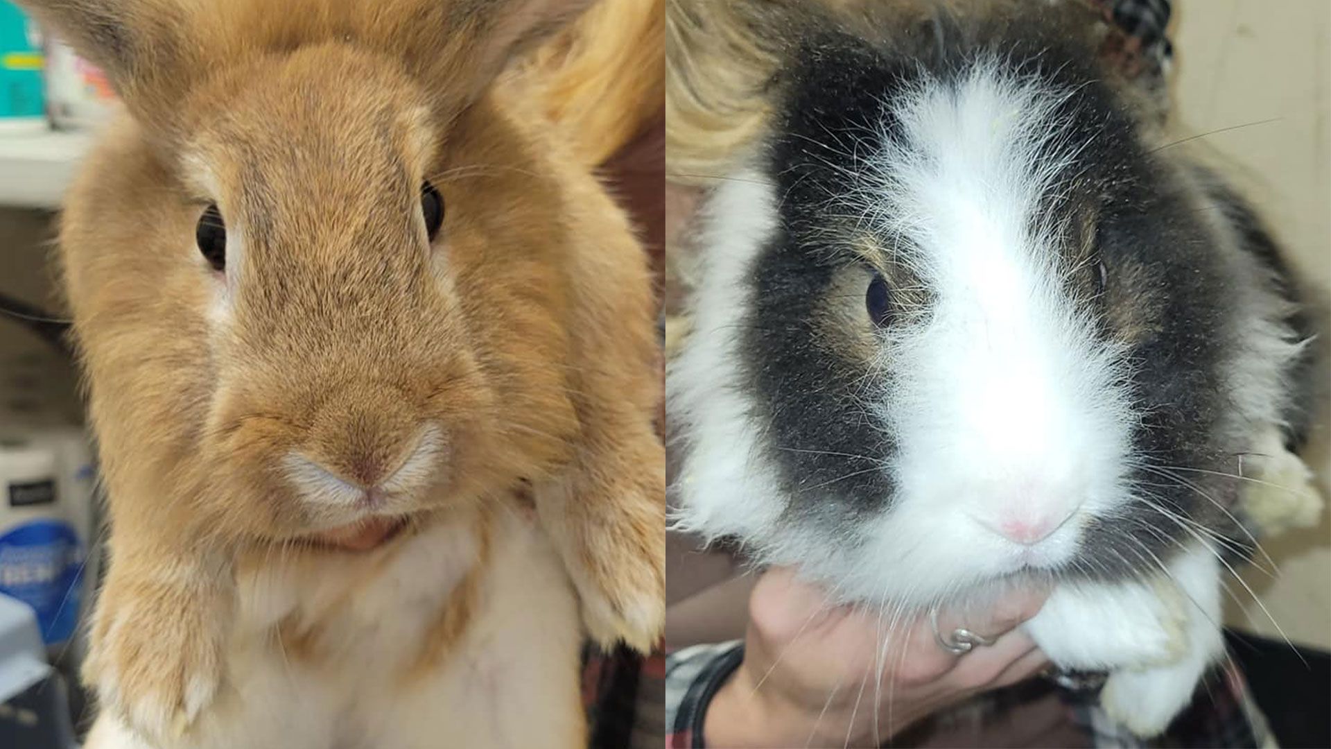 Two abandoned pet rabbits rescued from roadside, owner sought - WENY News