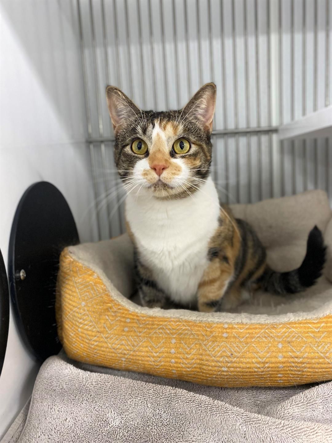 SPCA Pet of the Week! - WENY News