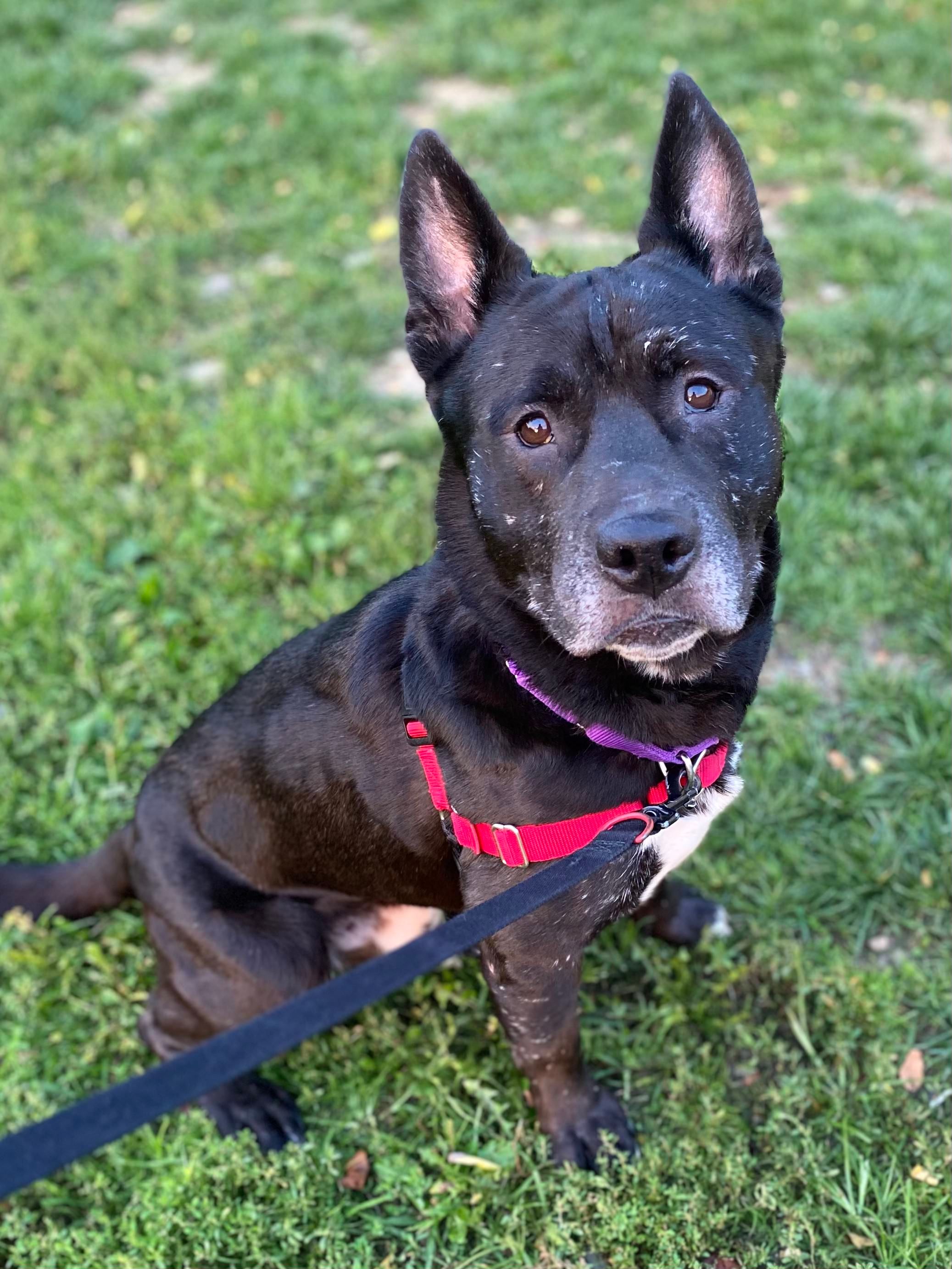 Meet Buddha, WENY's SPCA Pet of the Week! - WENY News