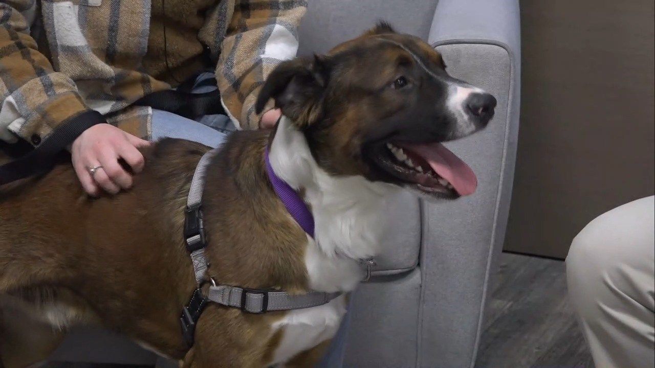 Meet Donut, WENY's SPCA Pet of the Week! - WENY News