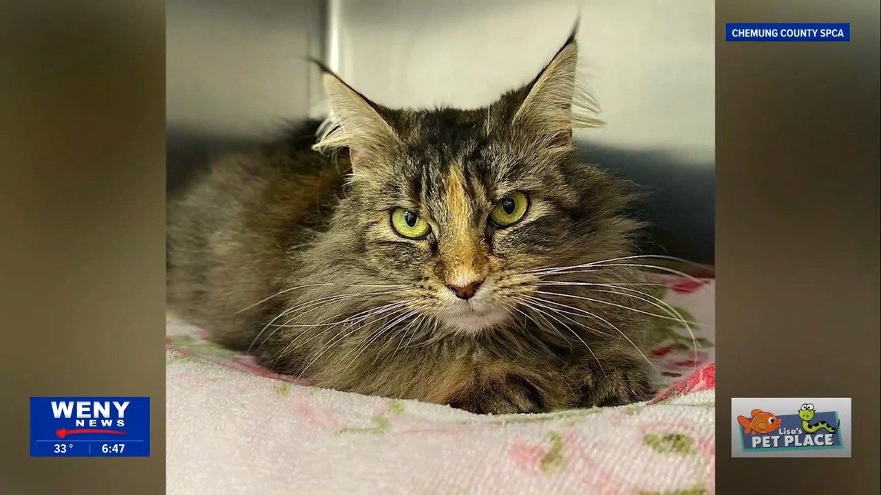 Meet Peanut, WENY's SPCA Pet of the Week! - WENY News