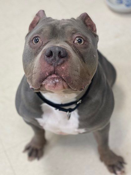 Meet Bluey, WENY's SPCA Pet of the Week! - WENY News