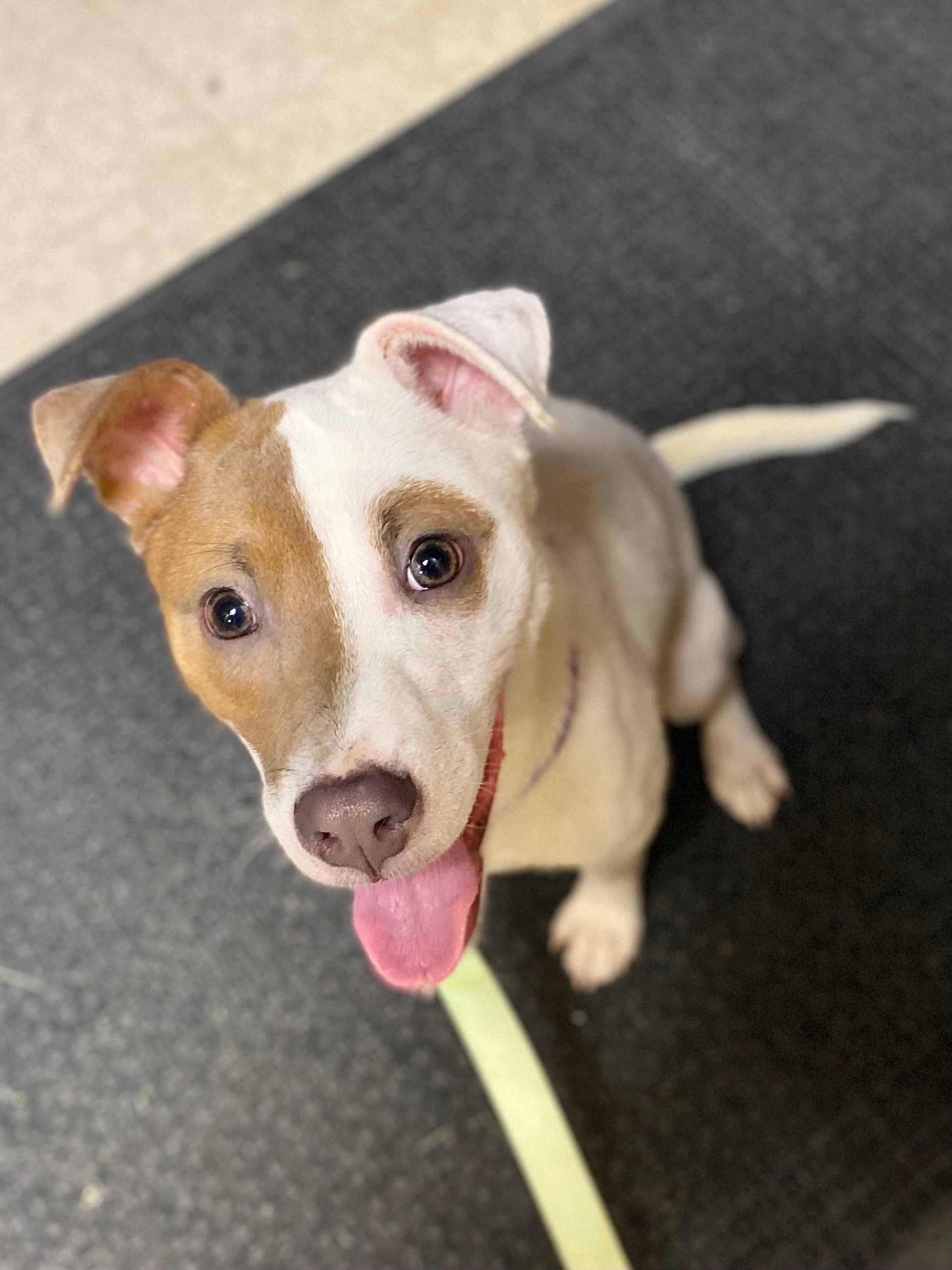 Meet Ricky, WENY's SPCA Pet of the Week! - WENY News