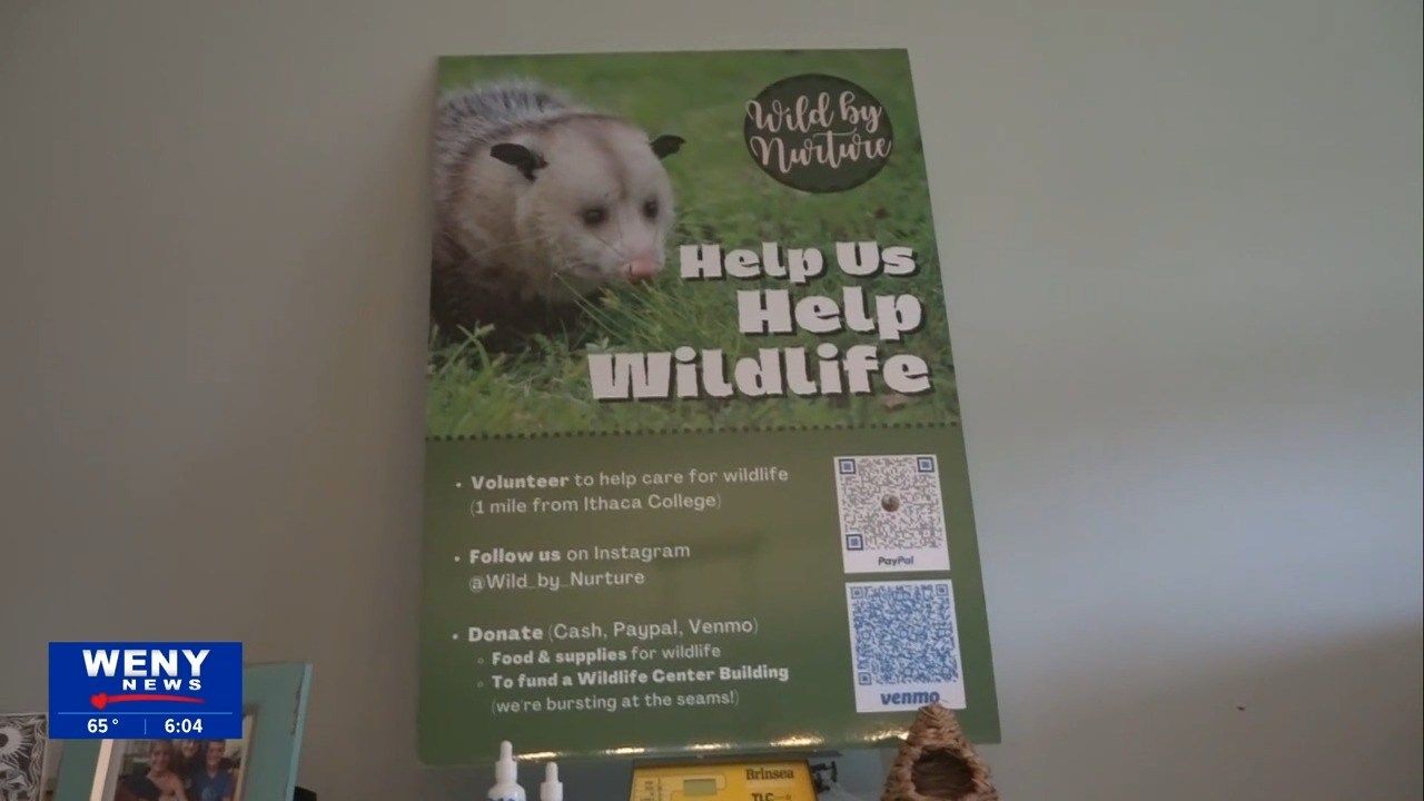 Wildlife by Nurture helping rescue animals - WENY News
