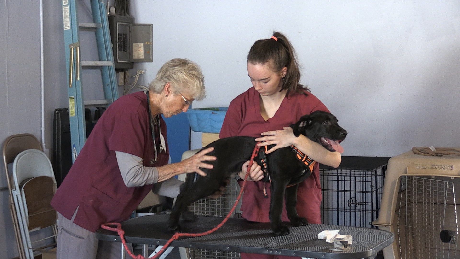 Street Dog Coalition offers free veterinary services to those in need ...