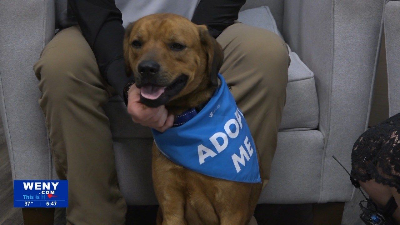 Meet Archer, WENY’s Pet of the Week! - WENY News