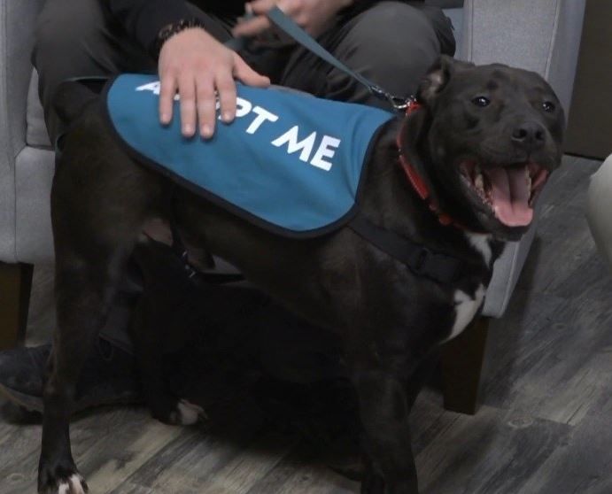 Meet Axl, WENY's Pet of the Week! - WENY News