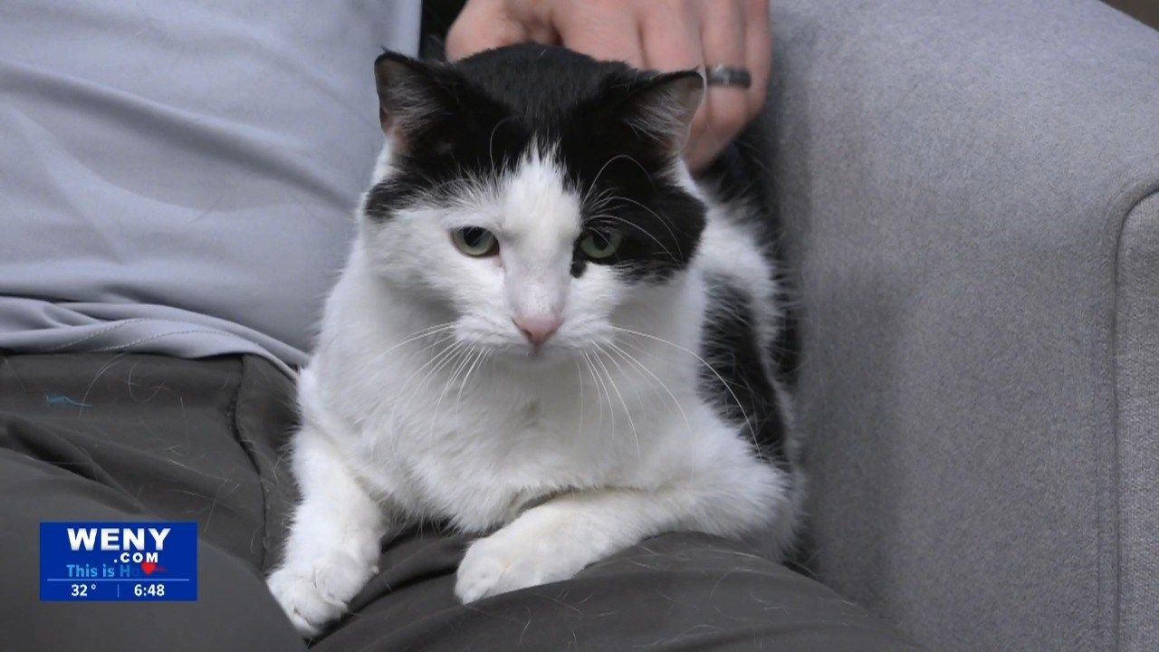 Meet Minnie, WENY’s Pet of the Week! - WENY News