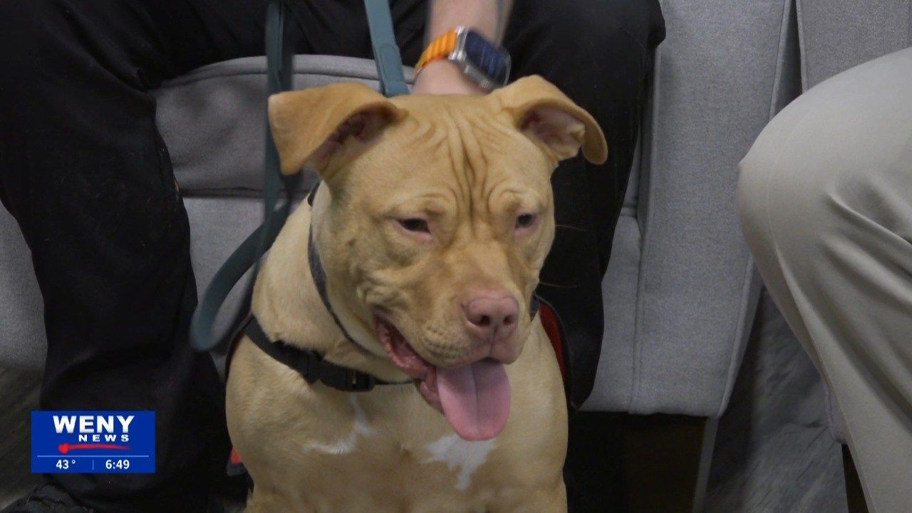 Meet Bear, WENY's Pet of the Week! - WENY News
