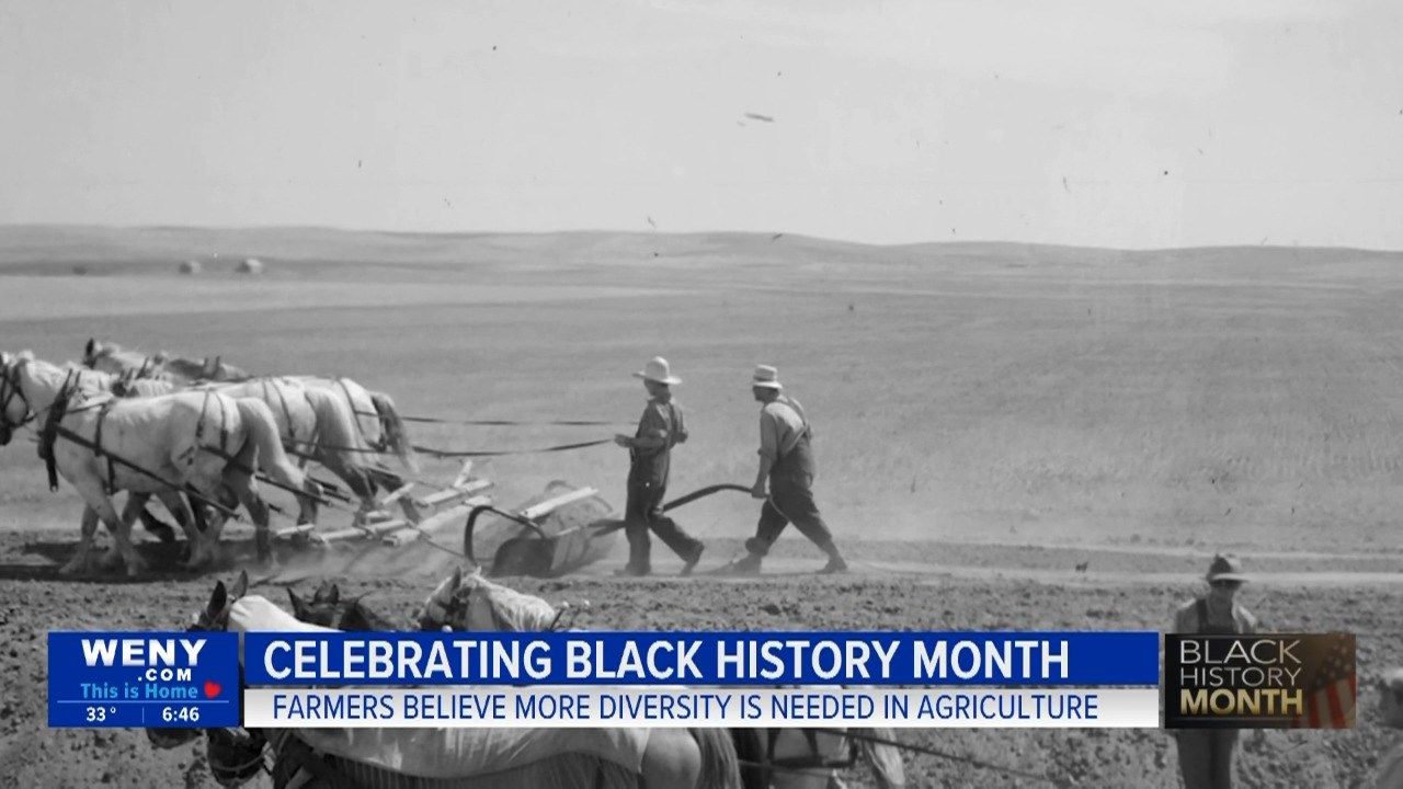"We're facing extinction" Black farmers are urging for more diverse ...