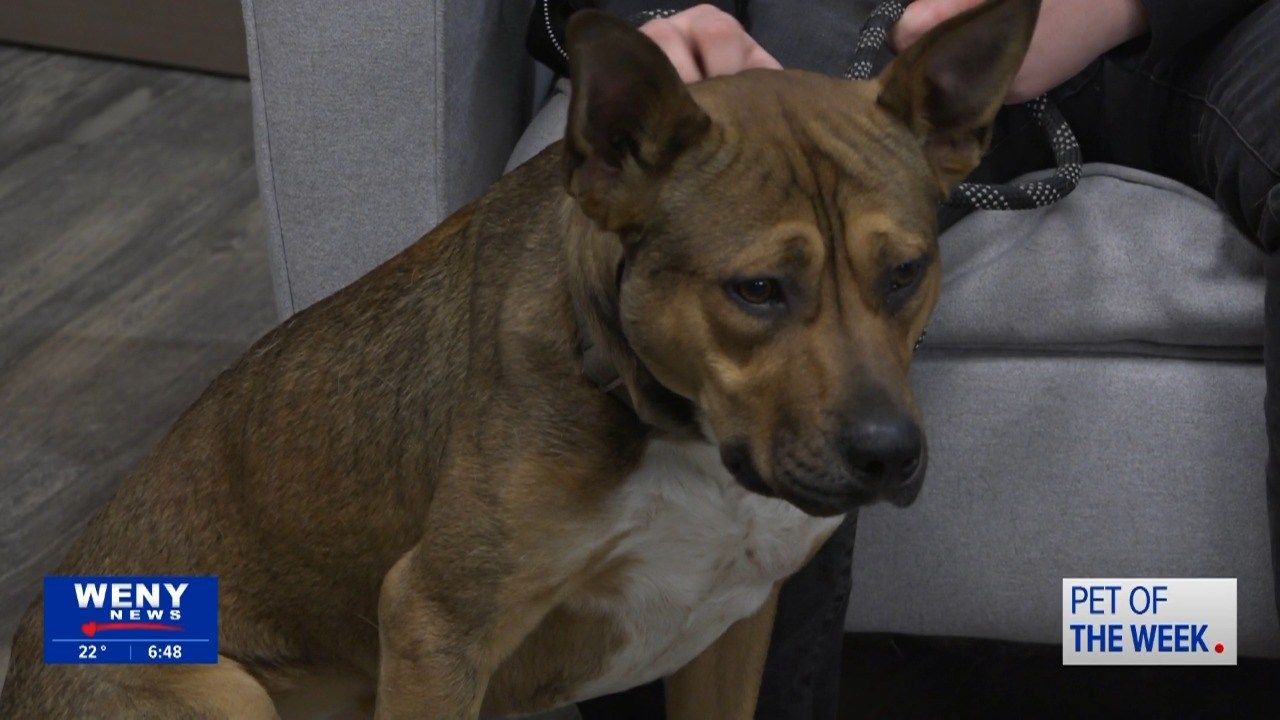 Meet Radar, WENY’s Pet of the Week! - WENY News