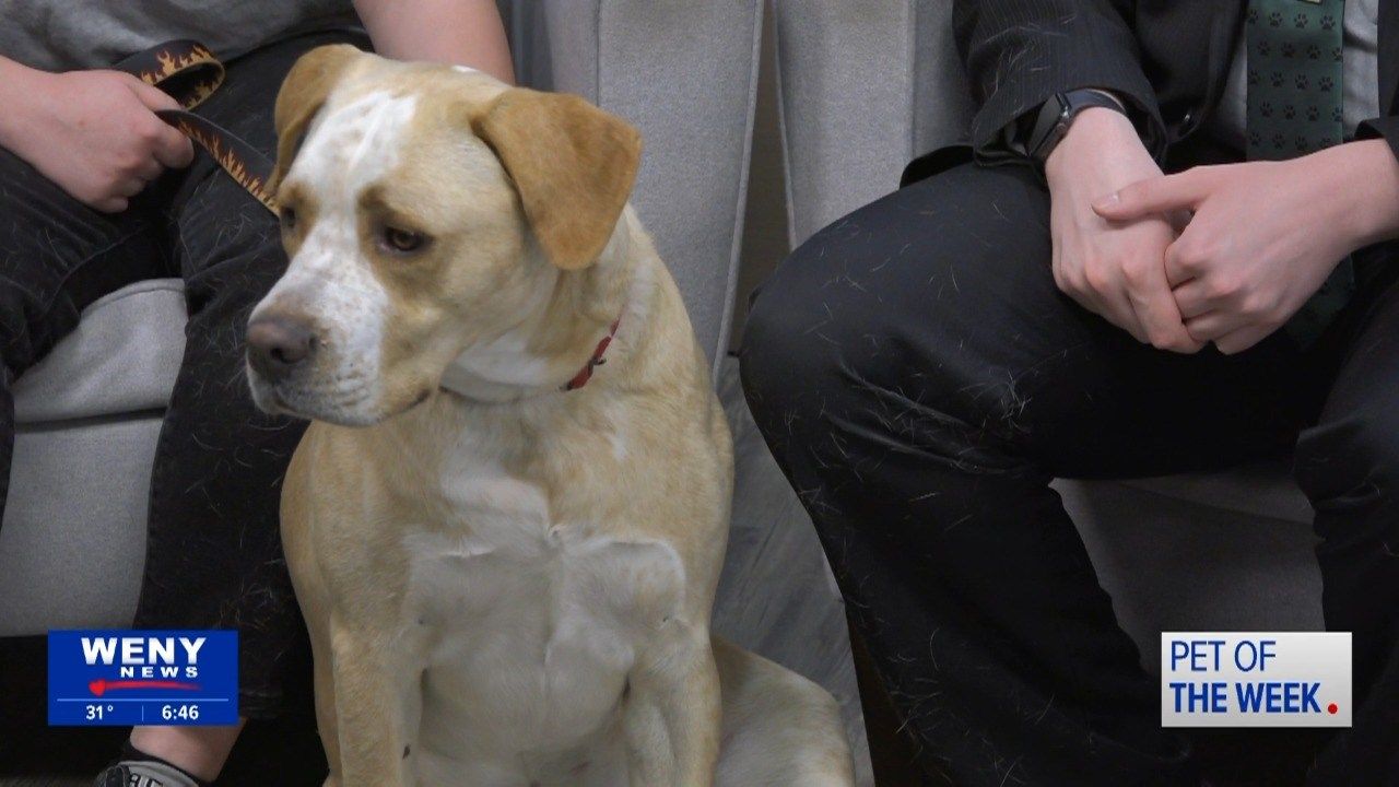 Meet Buddy, WENY's Pet of the Week! - WENY News