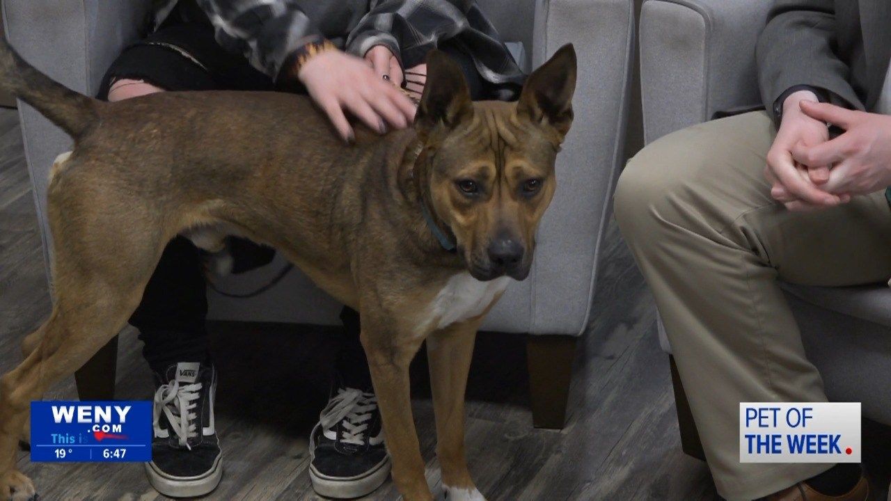 Meet Radar, WENY’s Pet of the Week! - WENY News