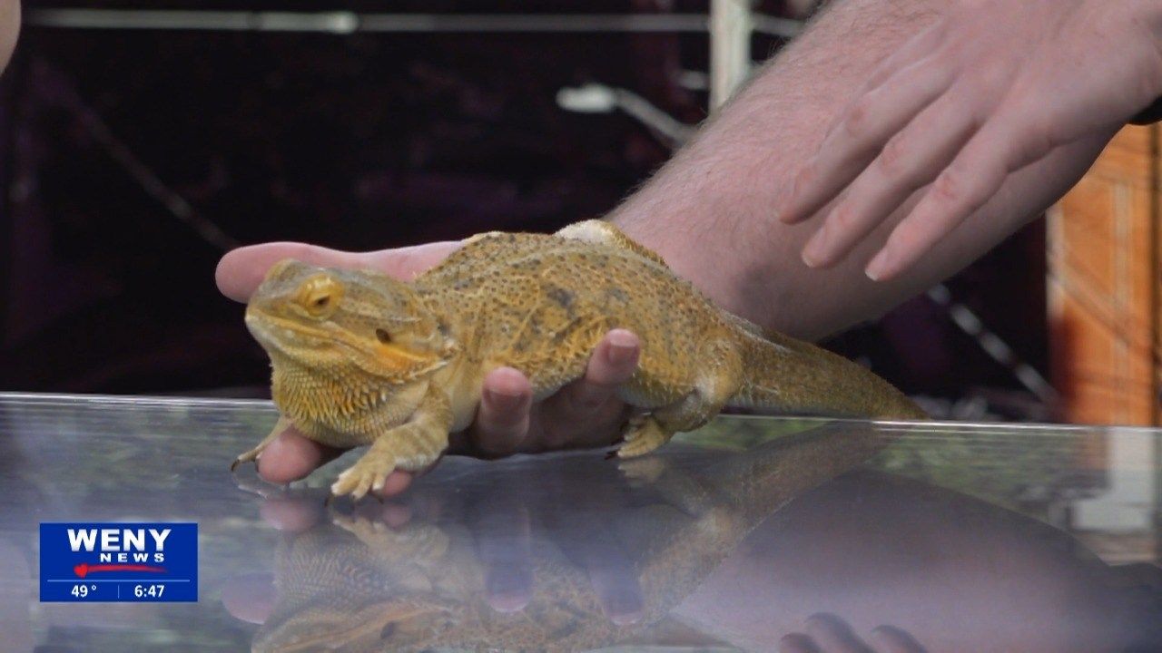 Tanglewood Tuesday: Meet Pedro the Bearded dragon! - WENY News