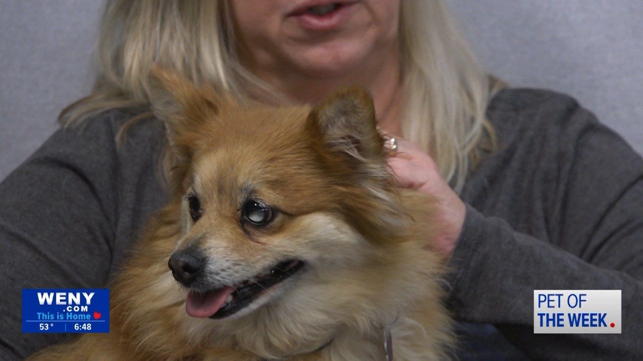 Meet Tink, WENY’s Pet of the Week! - WENY News