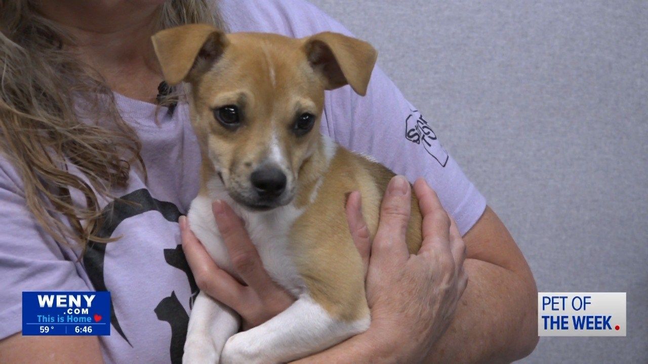 Meet Jax, WENY's Pet of the Week! - WENY News