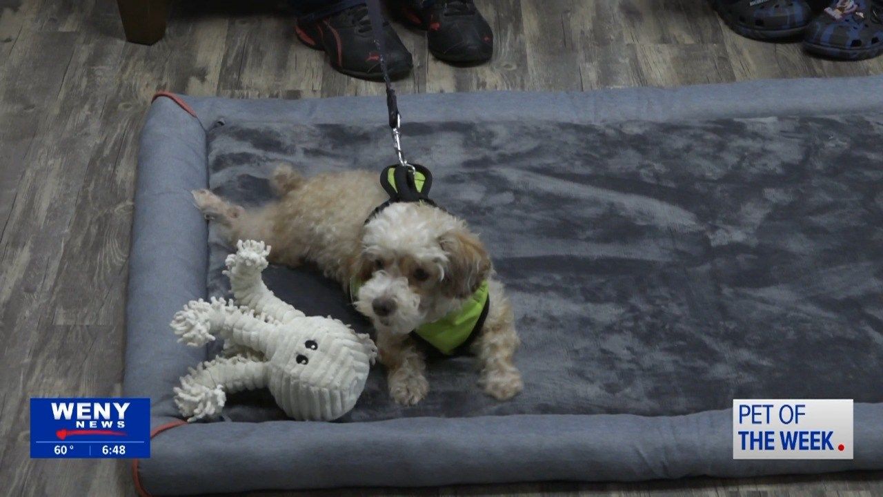 Meet Bella, WENY's Pet of the Week! - WENY News