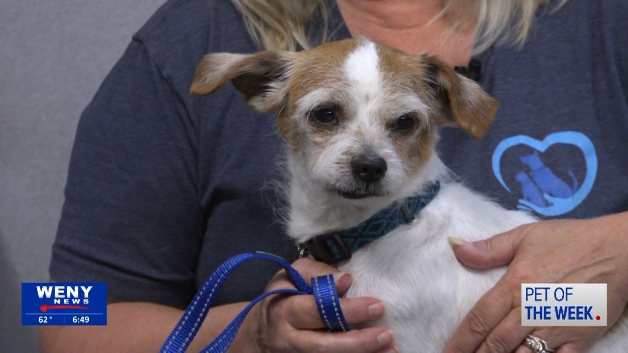 Meet Goliath, WENY's Pet of the Week! - WENY News