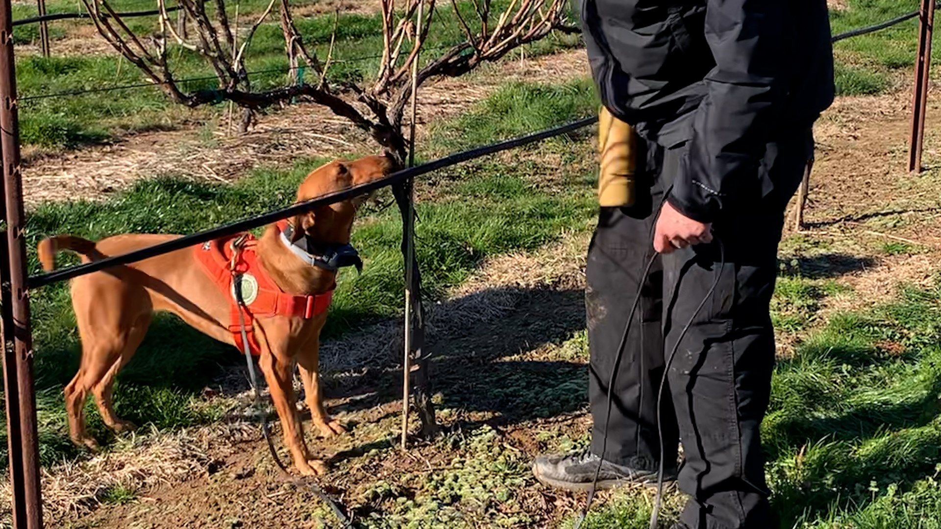 Cornell study finds dogs effective in spotted lanternfly detection ...