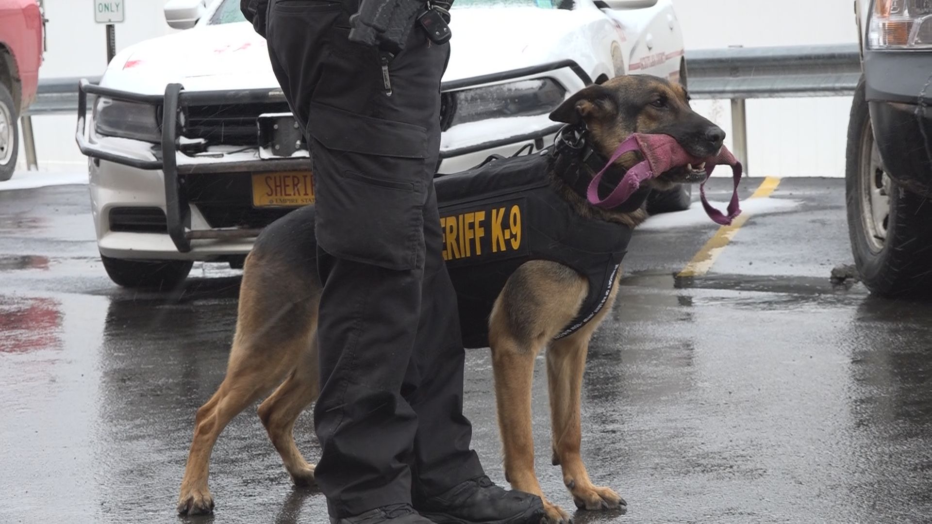 Schuyler County Sheriffs Office K9 Elza Receives Donated Protective