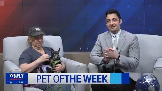 Pet of the Week: Bonded Senior Dogs Holly & Randall Looking for a Calm ...